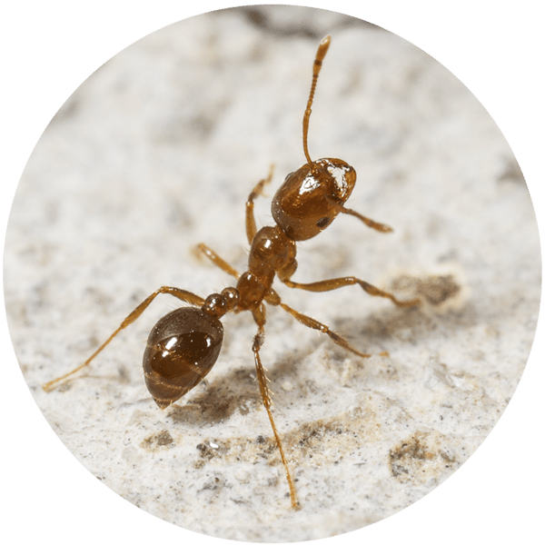 Pest | Control Solutions Inc.