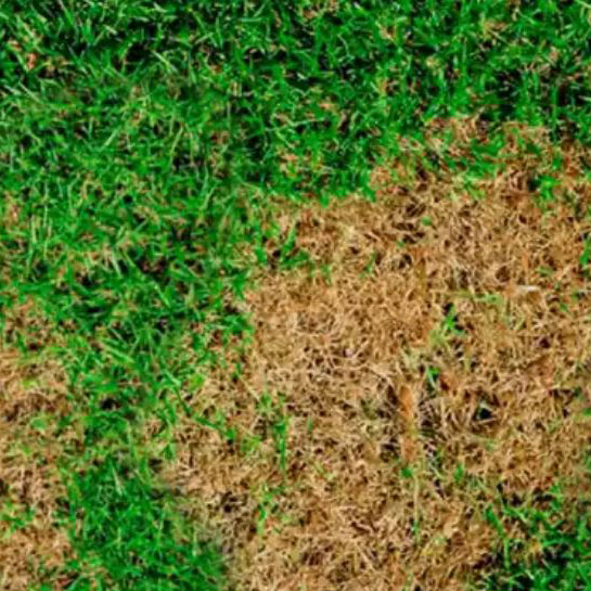 QualiPro Solutions | Brown Patch