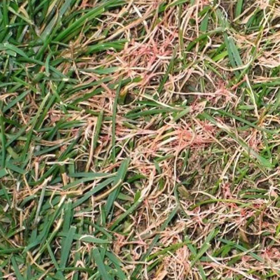 QualiPro Solutions | Red Thread